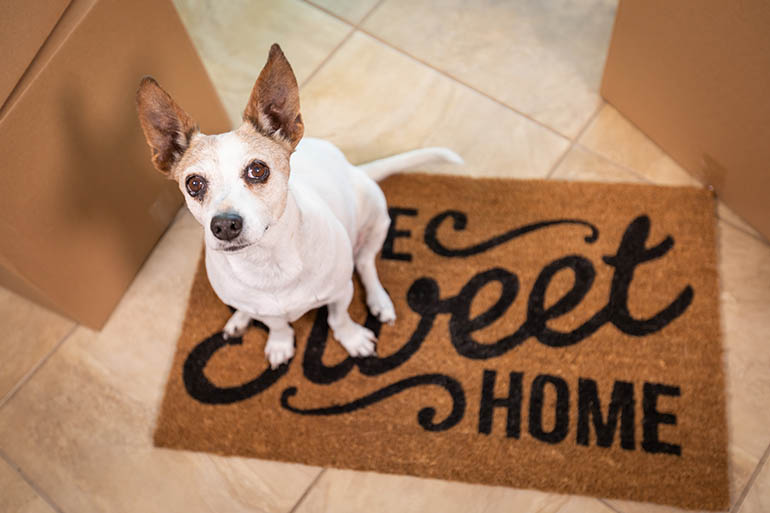 How to Introduce a New Pet to Your Home - Sweeps.Pet - Tips, News and ...