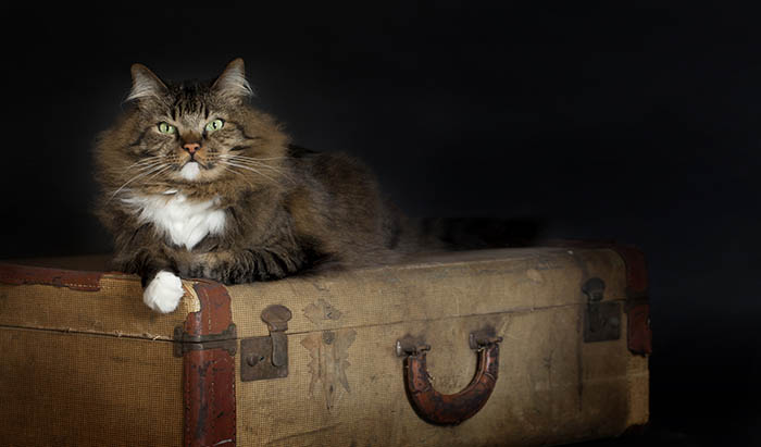On the Prowl: The Ultimate Guide to Traveling with Your Cat! - Sweeps ...