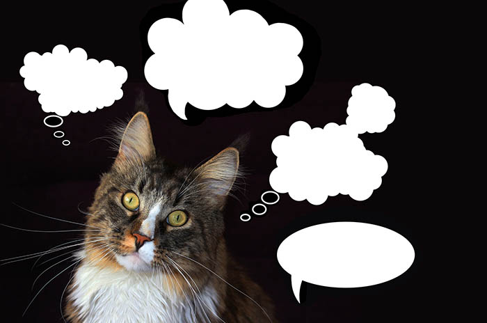 Understanding What Your Cat is Thinking - Sweeps.Pet - Tips, News and ...
