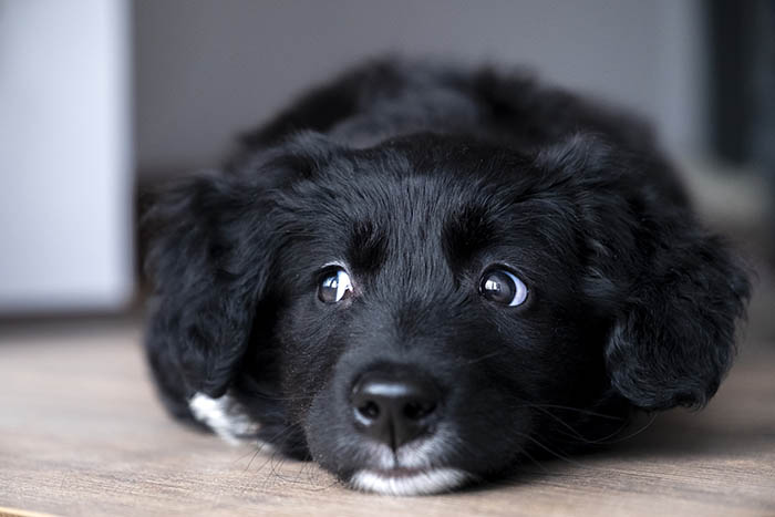 How to Understand What Your Dog is Thinking - Sweeps.Pet - Tips, News ...