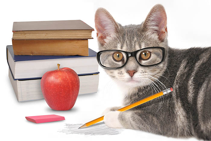 How to Tell How Smart Your Cat is - Sweeps.Pet - Tips, News and Giveaways