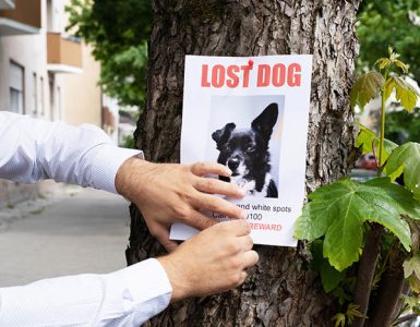 How to Introduce a New Pet to Your Home - Sweeps.Pet - Tips, News and ...