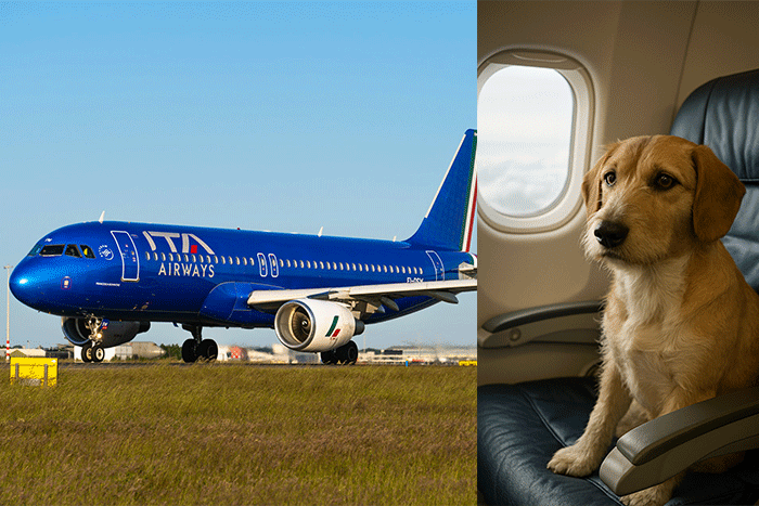 Italy to Give Dogs a Seat on Airline Flights! - Sweeps.Pet - Tips, News ...